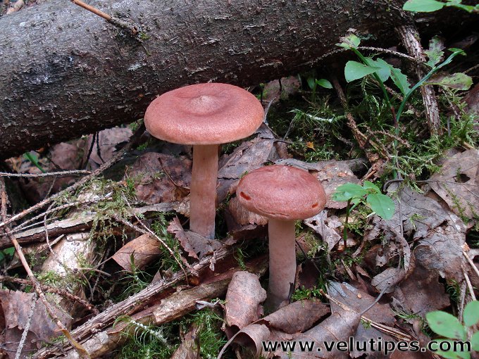 Lactarius rufus, kangasrousku @ Natural Fungi in Finland