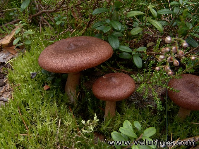 Lactarius rufus, kangasrousku @ Natural Fungi in Finland