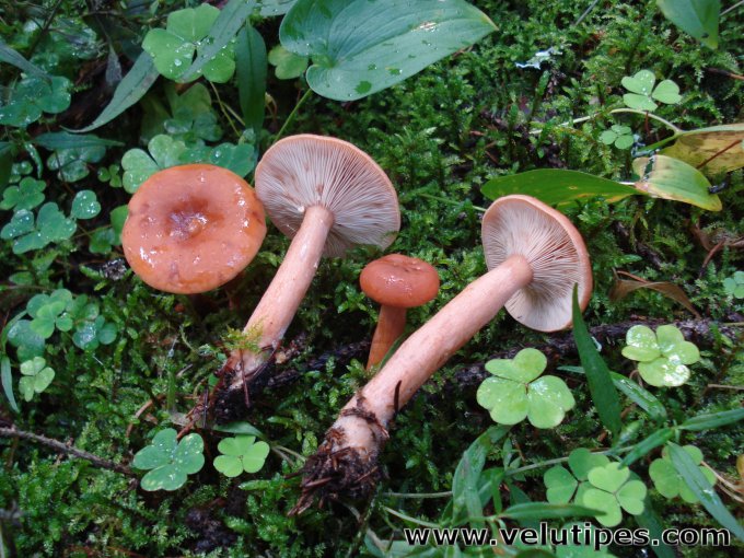 Lactarius tabidus, pikkurousku @ Natural Fungi in Finland