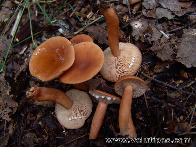 Lactarius tabidus, pikkurousku @ Natural Fungi in Finland
