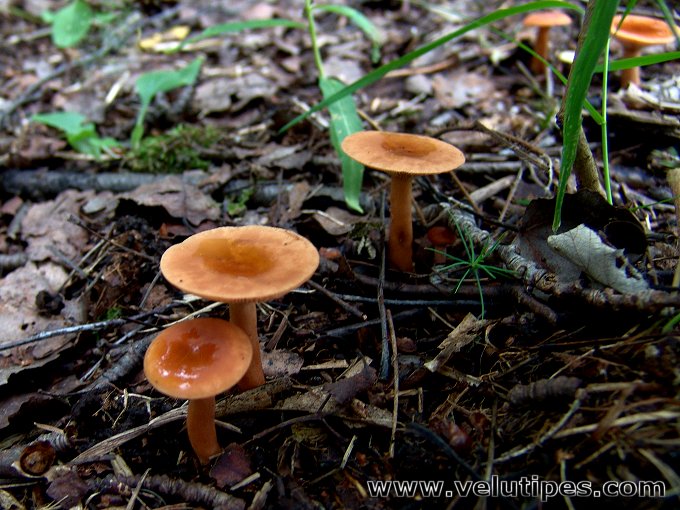 Lactarius tabidus, pikkurousku @ Natural Fungi in Finland