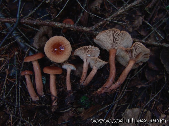 Lactarius tabidus, pikkurousku @ Natural Fungi in Finland