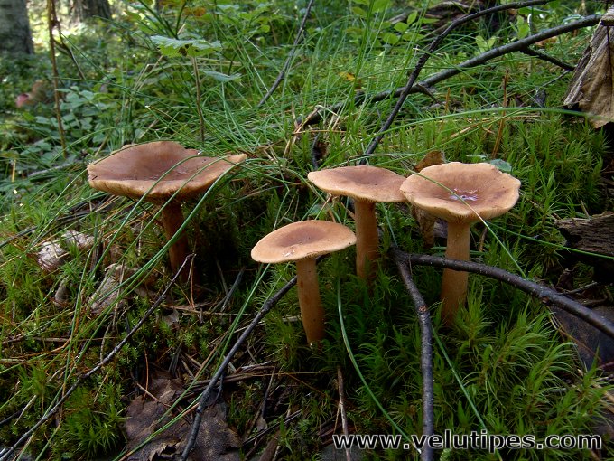 Lactarius tabidus, pikkurousku @ Natural Fungi in Finland