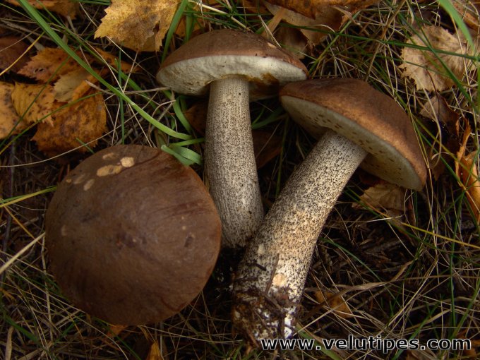 Leccinum scabrum, lehmäntatti @ Natural Fungi in Finland