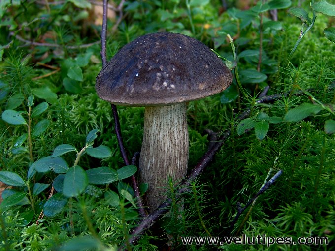 Leccinum variicolor, nokitatti @ Natural Fungi in Finland