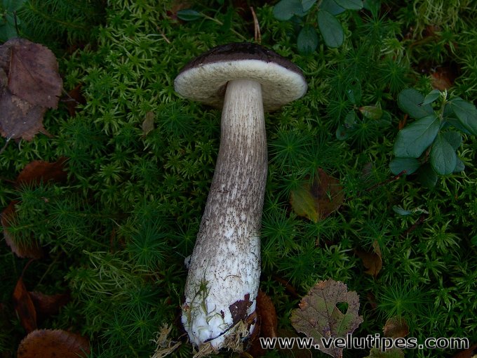 Leccinum variicolor, nokitatti @ Natural Fungi in Finland