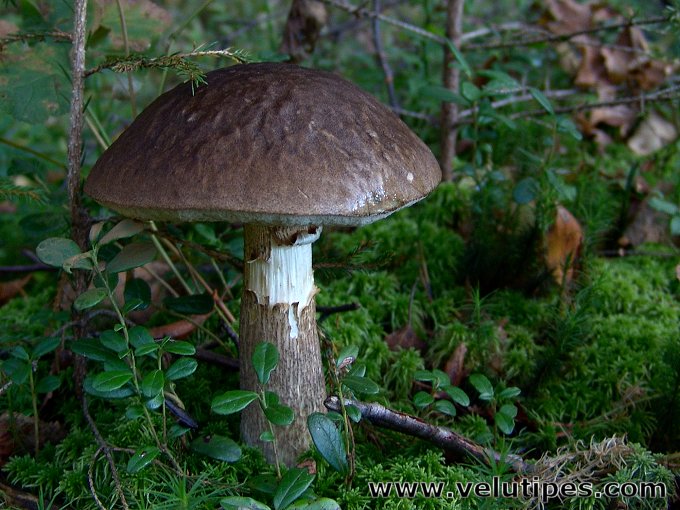 Leccinum variicolor, nokitatti @ Natural Fungi in Finland