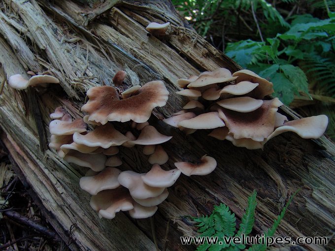 Lentinellus castoreus, karvasahaheltta @ Natural Fungi in Finland