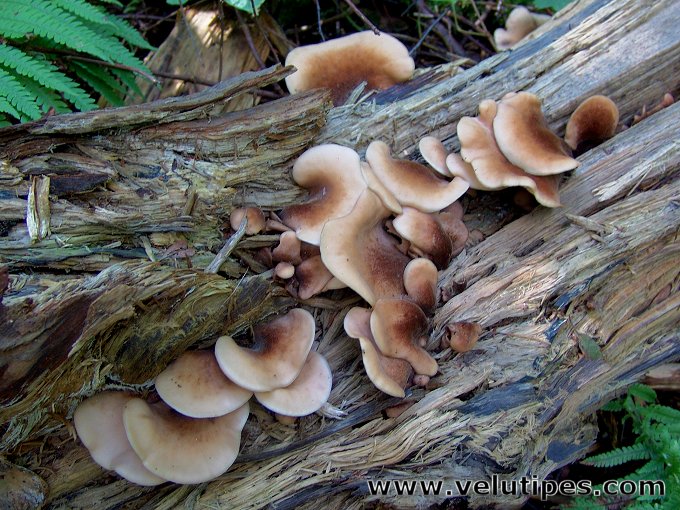 Lentinellus castoreus, karvasahaheltta @ Natural Fungi in Finland