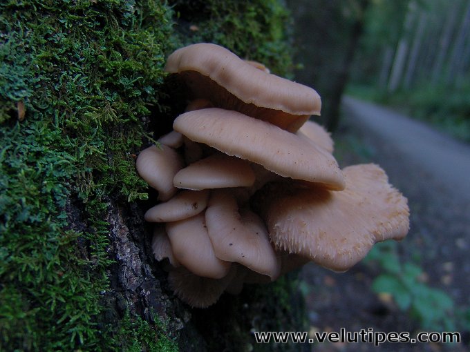 Lentinellus vulpinus, kurttusahaheltta @ Natural Fungi in Finland