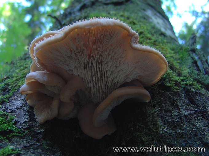 Lentinellus vulpinus, kurttusahaheltta @ Natural Fungi in Finland