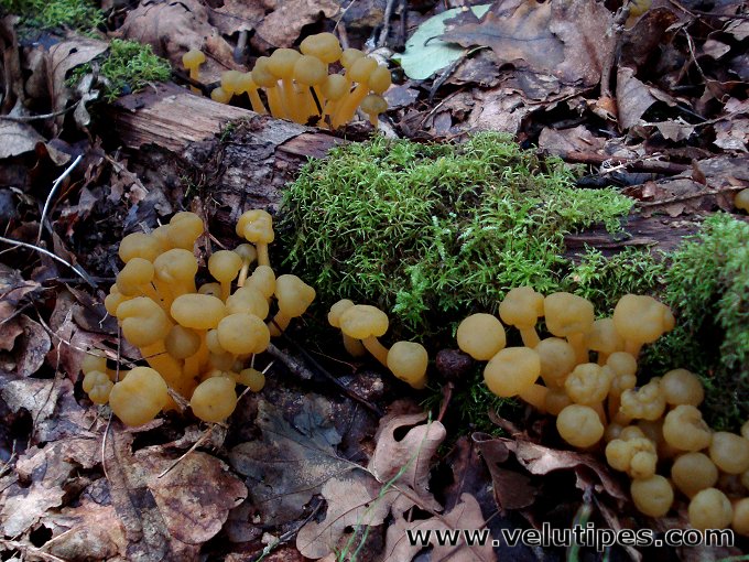 Leotia lubrica, rustonupikka @ Natural Fungi in Finland
