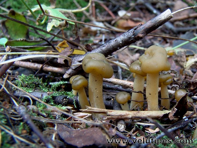 Leotia lubrica, rustonupikka @ Natural Fungi in Finland
