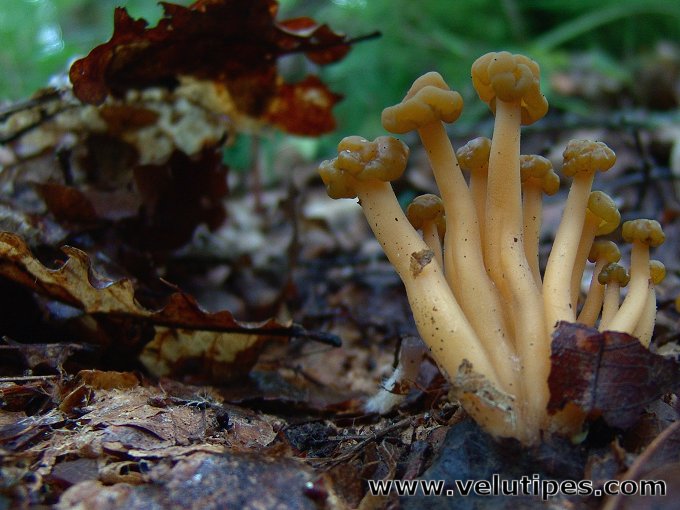 Leotia lubrica, rustonupikka @ Natural Fungi in Finland