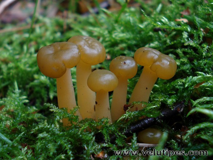 Leotia lubrica, rustonupikka @ Natural Fungi in Finland