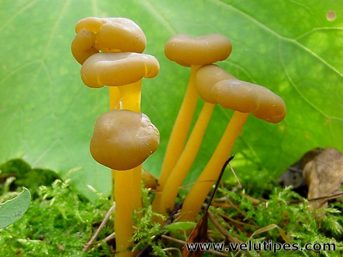 Leotia lubrica, rustonupikka @ Natural Fungi in Finland