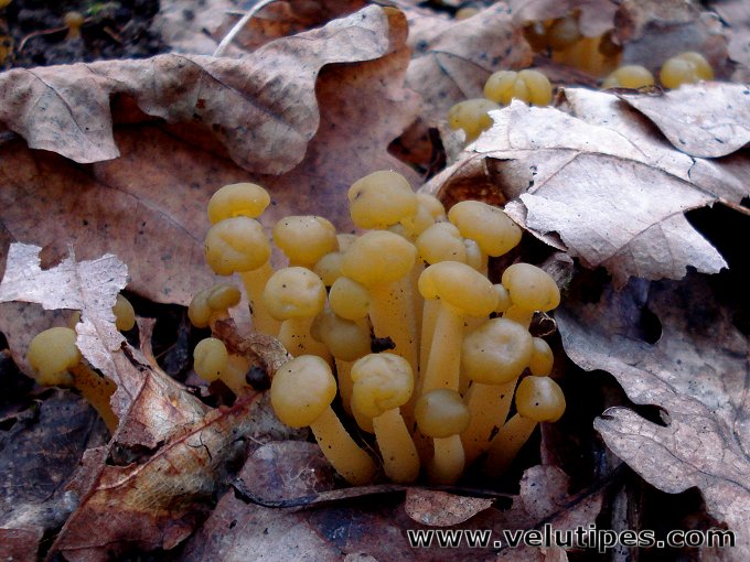 Leotia lubrica, rustonupikka @ Natural Fungi in Finland