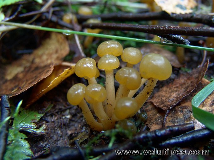 Leotia lubrica, rustonupikka @ Natural Fungi in Finland