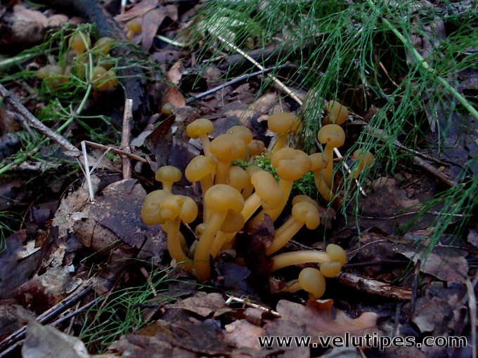 Leotia lubrica, rustonupikka @ Natural Fungi in Finland
