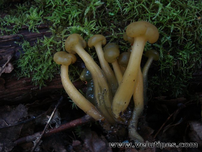 Leotia lubrica, rustonupikka @ Natural Fungi in Finland