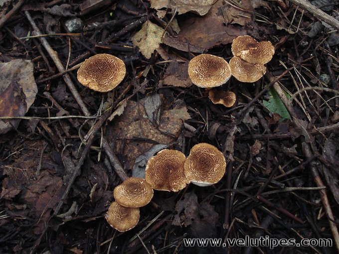 Lepiota castanea, kastanjaukonsieni @ Natural Fungi in Finland