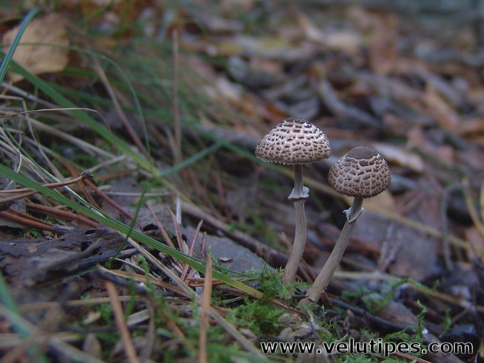 Lepiota felina, siroukonsieni @ Natural Fungi in Finland