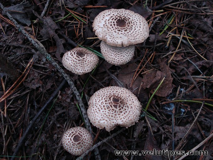 Lepiota felina, siroukonsieni @ Natural Fungi in Finland