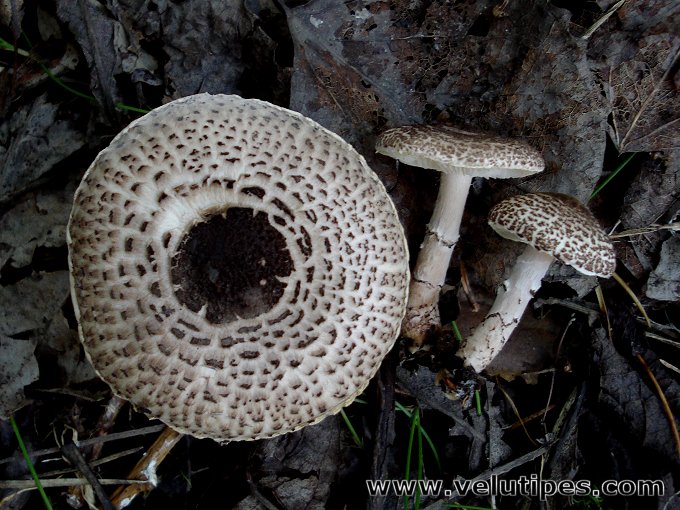 Lepiota felina, siroukonsieni @ Natural Fungi in Finland