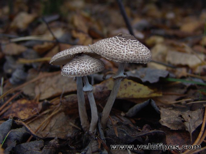 Lepiota felina, siroukonsieni @ Natural Fungi in Finland