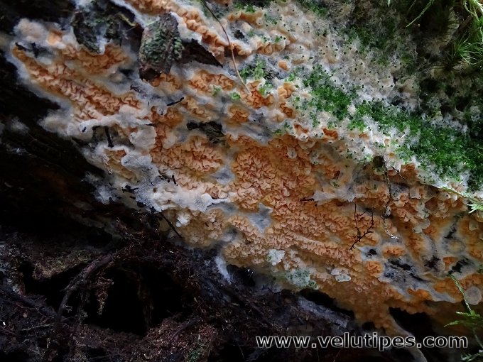 Leucogyrophana sp, kesikkä @ Natural Fungi in Finland