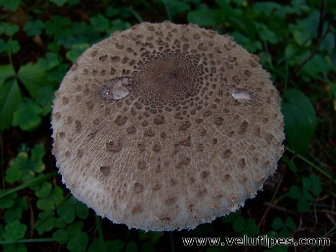 Macrolepiota procera, ukonsieni @ Natural Fungi in Finland