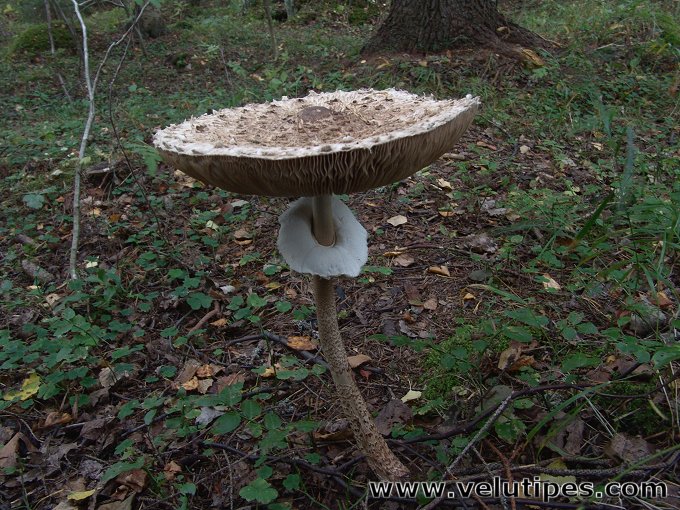 Macrolepiota procera, ukonsieni @ Natural Fungi in Finland
