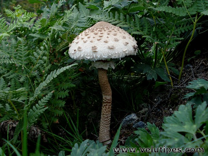Macrolepiota procera, ukonsieni @ Natural Fungi in Finland