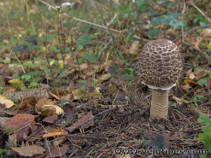 Macrolepiota procera, ukonsieni @ Natural Fungi in Finland