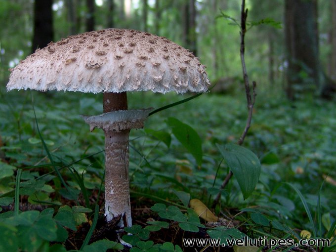 Macrolepiota procera, ukonsieni @ Natural Fungi in Finland