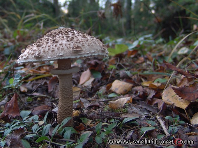 Macrolepiota procera, ukonsieni @ Natural Fungi in Finland