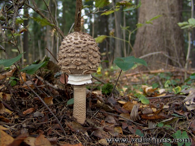 Macrolepiota procera, ukonsieni @ Natural Fungi in Finland