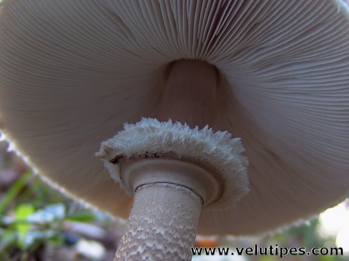 Macrolepiota procera, ukonsieni @ Natural Fungi in Finland