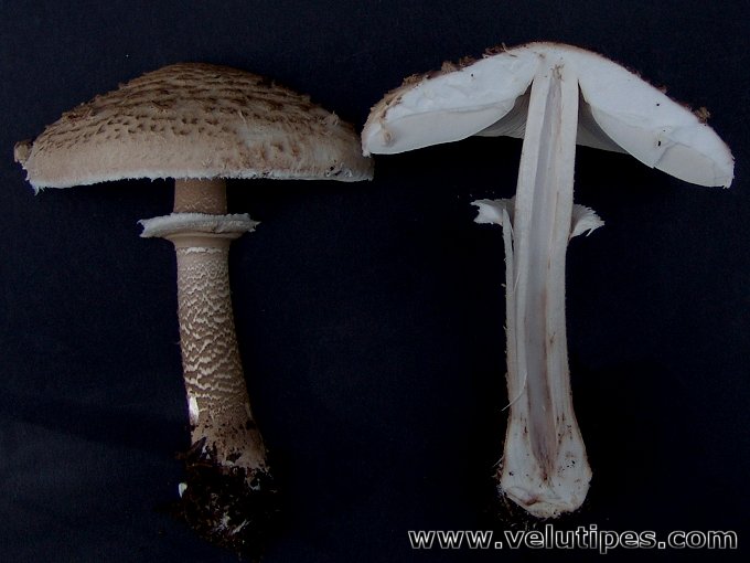 Macrolepiota procera, ukonsieni @ Natural Fungi in Finland