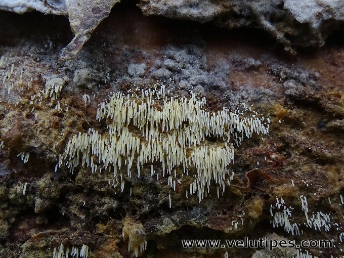 Mucronella calva, parvipiikki @ Natural Fungi in Finland