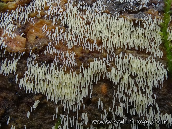 Mucronella calva, parvipiikki @ Natural Fungi in Finland