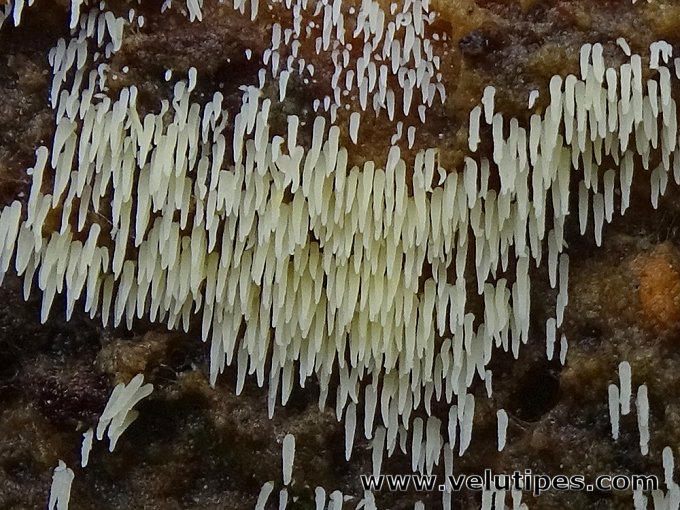 Mucronella calva, parvipiikki @ Natural Fungi in Finland
