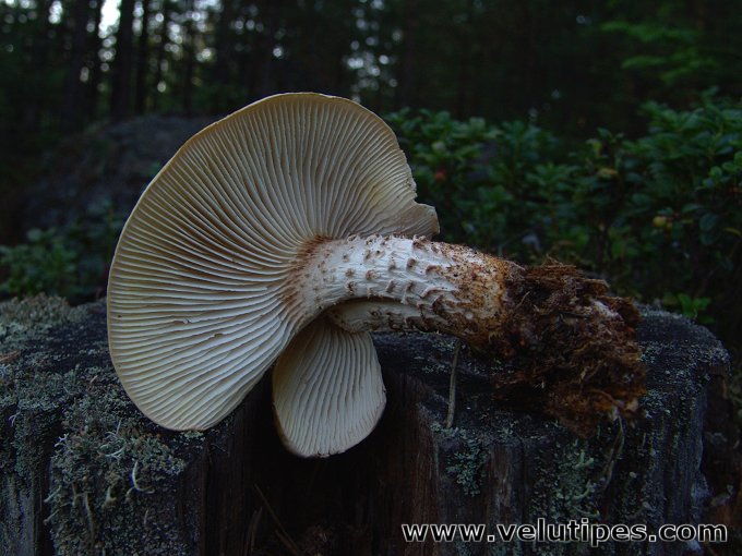Neolentinus lepideus, ratapölkkysieni @ Natural Fungi in Finland