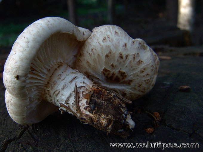Neolentinus lepideus, ratapölkkysieni @ Natural Fungi in Finland