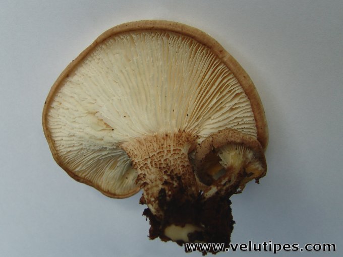 Neolentinus lepideus, ratapölkkysieni @ Natural Fungi in Finland