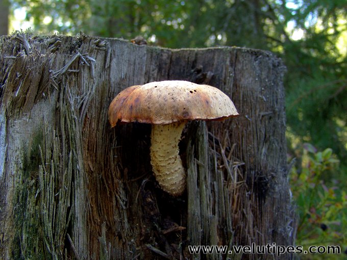 Neolentinus lepideus, ratapölkkysieni @ Natural Fungi in Finland