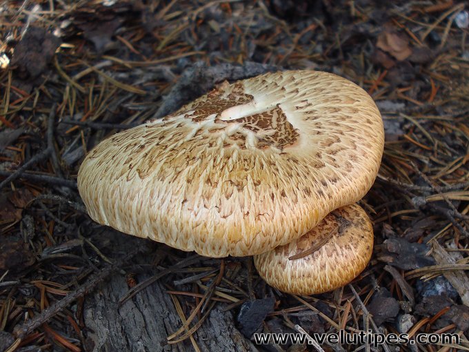 Neolentinus lepideus, ratapölkkysieni @ Natural Fungi in Finland