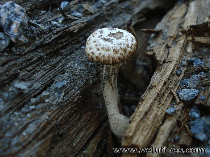 Neolentinus lepideus, ratapölkkysieni @ Natural Fungi in Finland