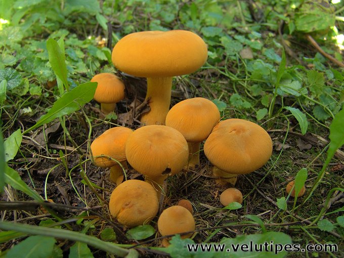 Phaeolepiota aurea, kultasieni @ Natural Fungi in Finland