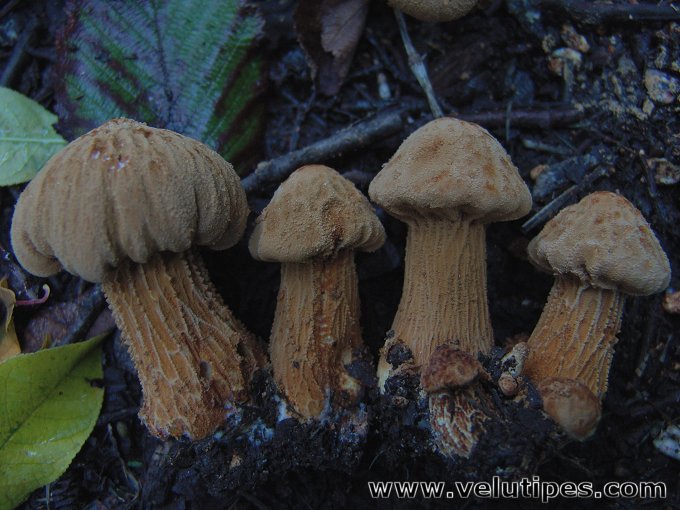 Phaeolepiota aurea, kultasieni @ Natural Fungi in Finland